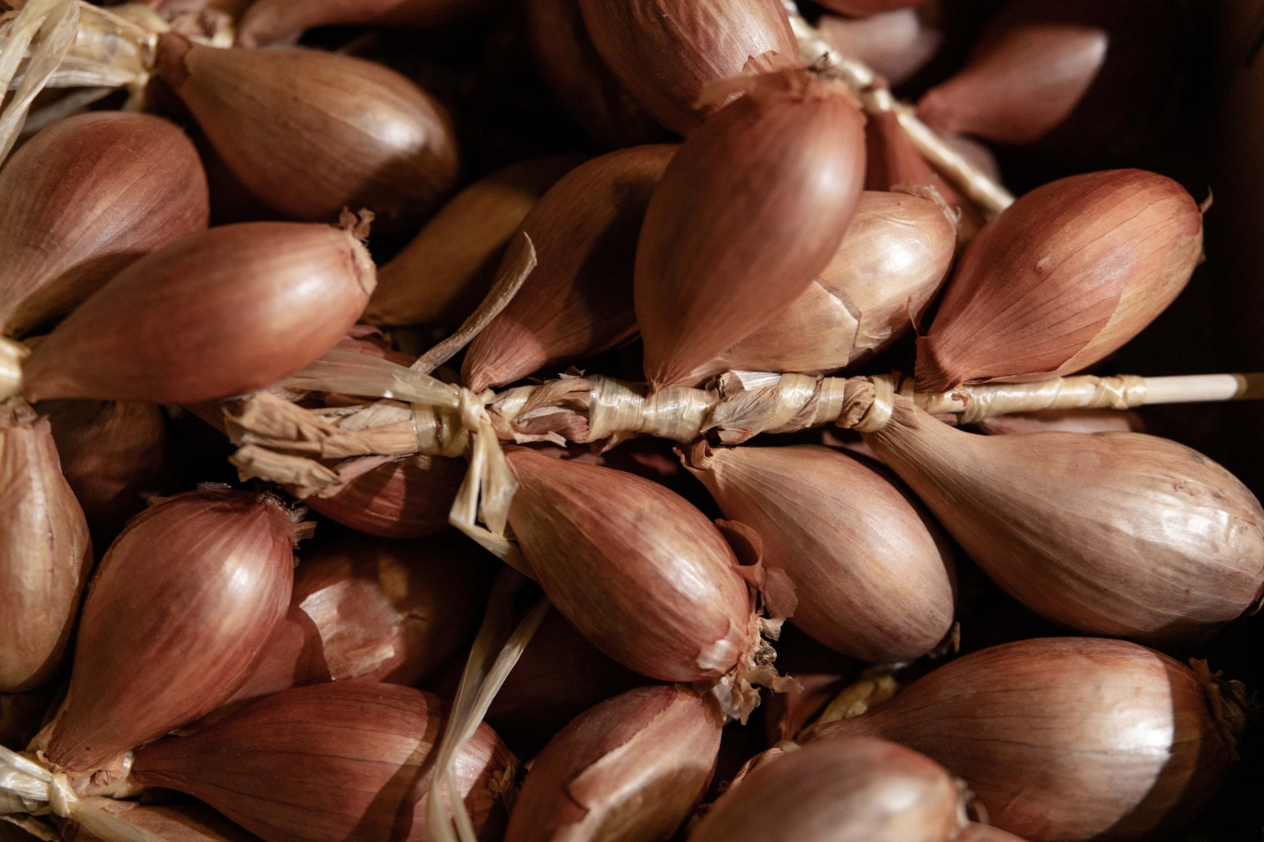 L’échalote traditionnelle se joue collectif - Pouliquen